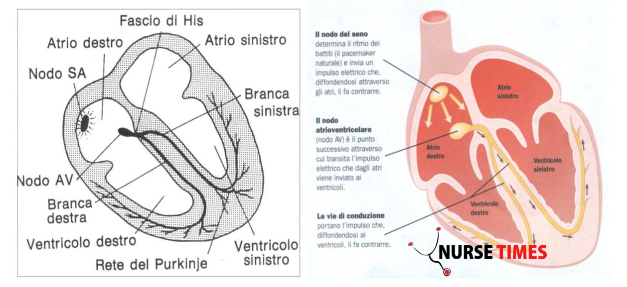 Cuore: sistema di propagazione dell'impulso elettrico [VIDEO] | Nurse Times